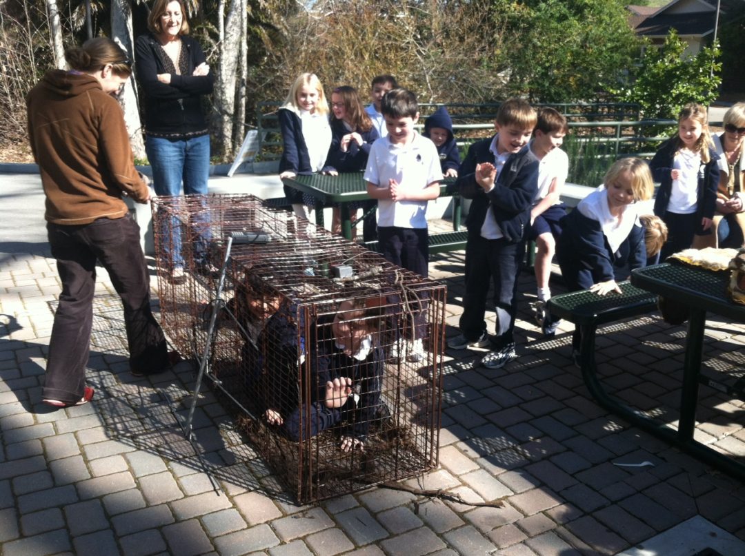 We Caught 37m and ~20 First Graders | Santa Cruz Puma Project