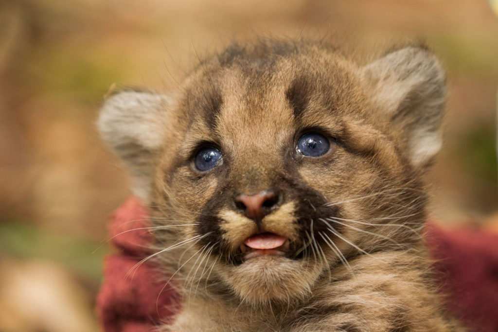 Santa Cruz Puma Project